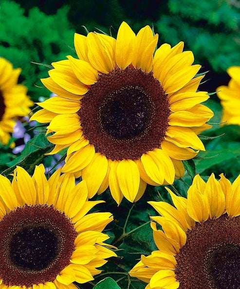 Sunflower Taiyo 50 seeds – VestaMarket.pl