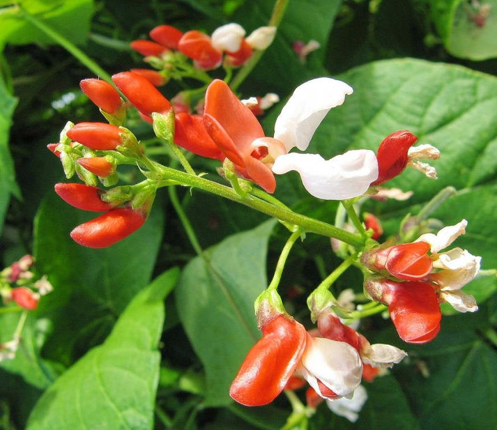🌿 Ornamental Beans d’Espagne – 6 Seeds | Decorative | Easy to Grow | N ...