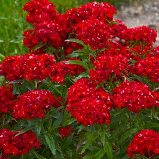 Sweet William Scarlet Beauty (Dianthus barbatus) – 100 Seeds ...