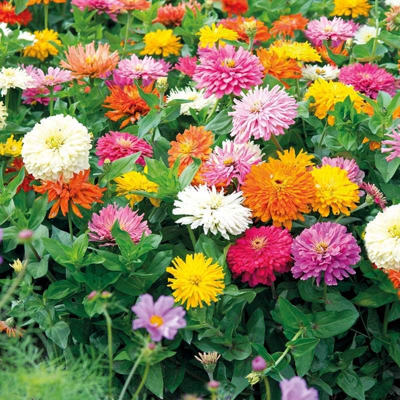 Zinnia Mixed Colors (Zinnia elegans) – 50 Bright Flower Seeds ...