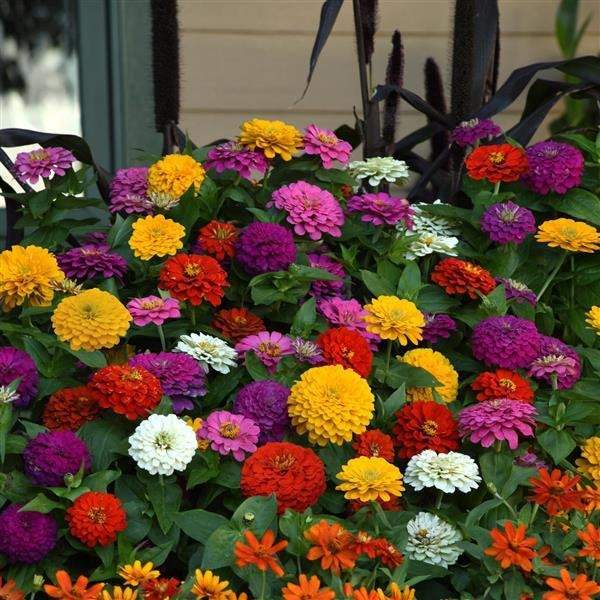 Zinnia Mixed Colors (Zinnia elegans) – 50 Bright Flower Seeds ...