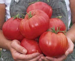Giant Tomato BRUTUS – Solanum lycopersicum – 0.5g Seeds (~150-180 seed ...