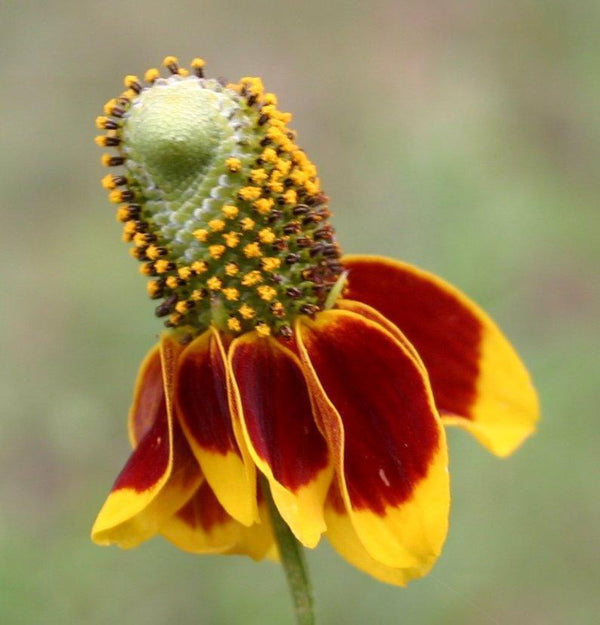🌼🌾 Ratibida – Ratibida columnifera – 0.5g Seeds (~200 Seeds ...