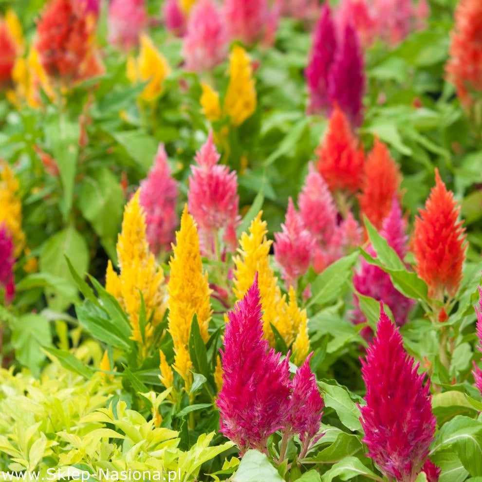 Celosia Argentea, Plumed Cockscomb or Silver Cock's Comb 200 seeds – Vesta Market