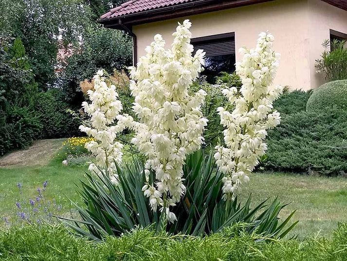 Adam's Needle (Yucca filamentosa) – 20 Seeds | Hardy Desert-Adapted Pe ...