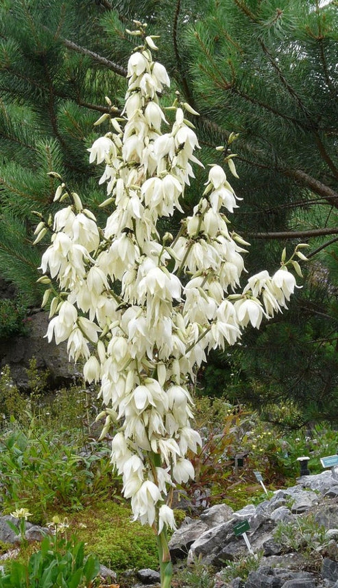 Adam's Needle (Yucca filamentosa) – 20 Seeds | Hardy Desert-Adapted Pe ...