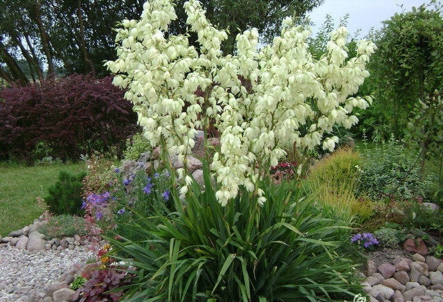 Adam's Needle (Yucca filamentosa) – 20 Seeds | Hardy Desert-Adapted Pe ...