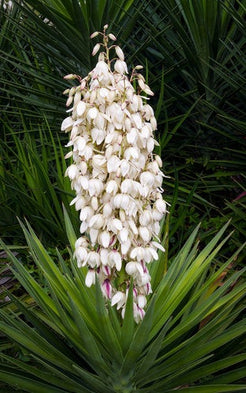 Adam's Needle (Yucca filamentosa) – 20 Seeds | Hardy Desert-Adapted Pe ...