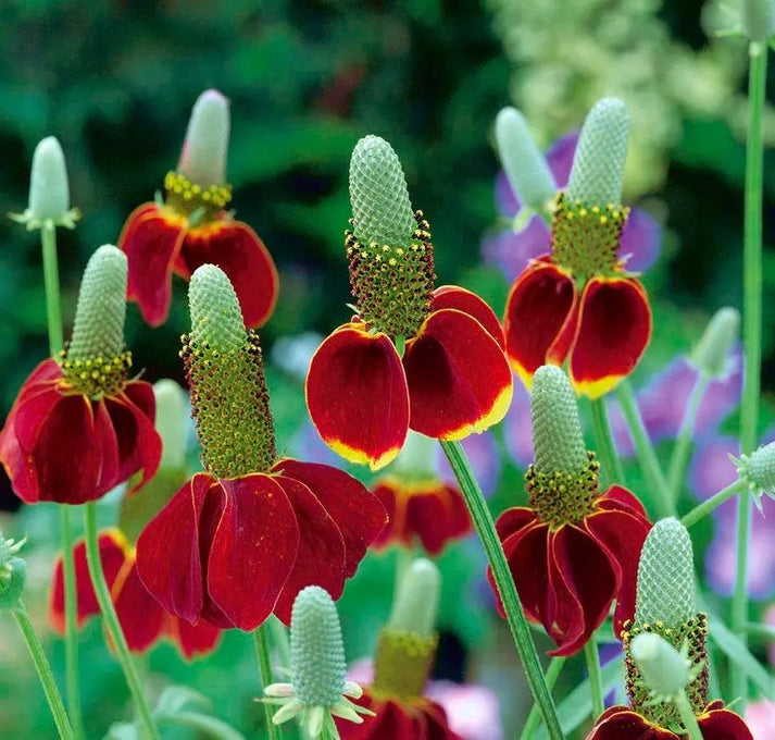 🌼🌾 Ratibida – Ratibida columnifera – 0.5g Seeds (~200 Seeds ...