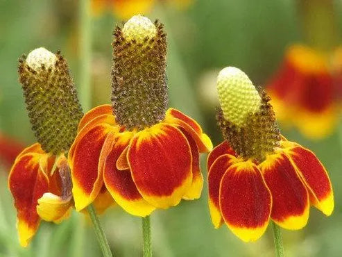 🌼🌾 Ratibida – Ratibida columnifera – 0.5g Seeds (~200 Seeds ...